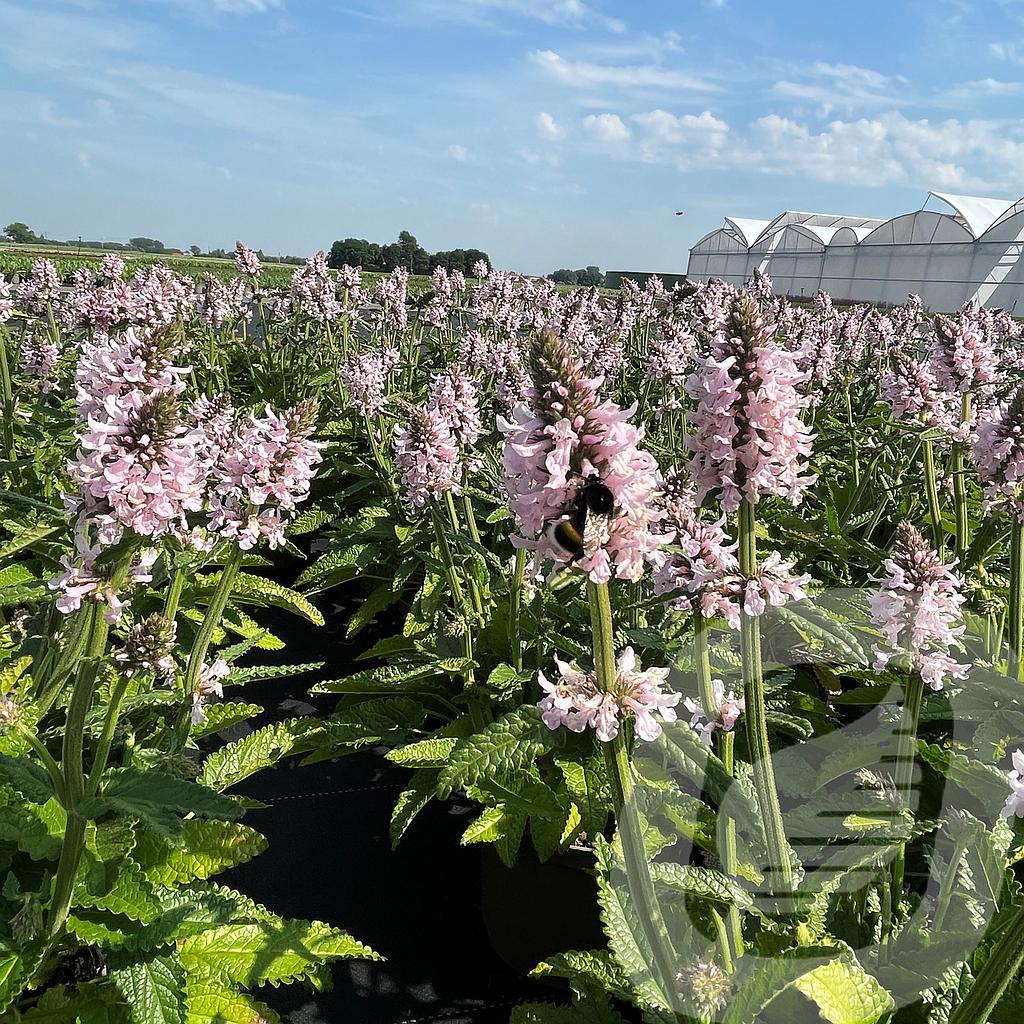 Stachys ‘Summer Sweets’® | Plantor